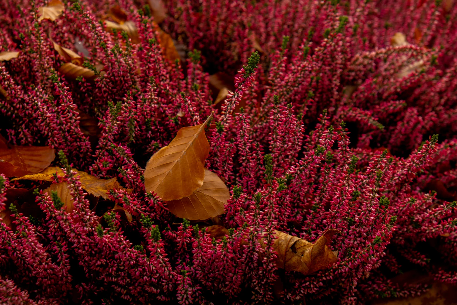 Wrzosy w ogrodzie – uprawa, odmiany, cięcie i choroby